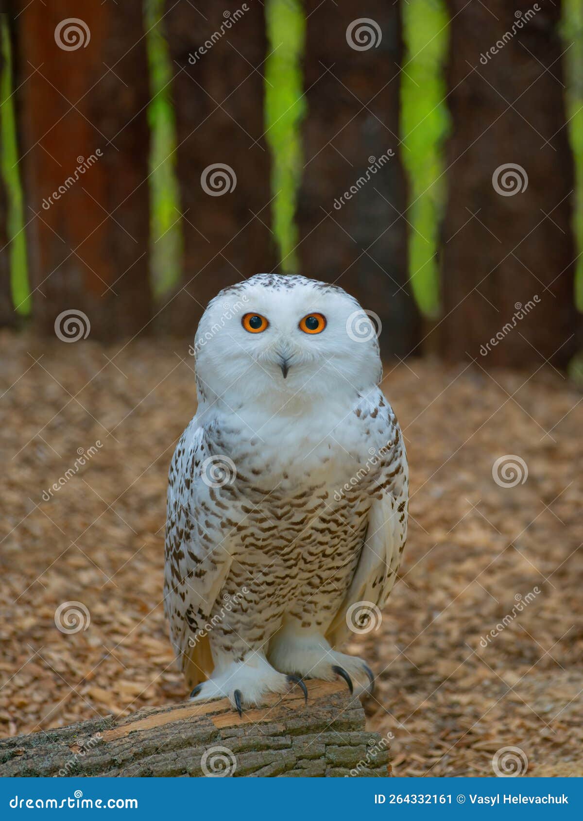 Snowy Owl Perched on Tree Stump Stock Image - Image of ontario, park ...