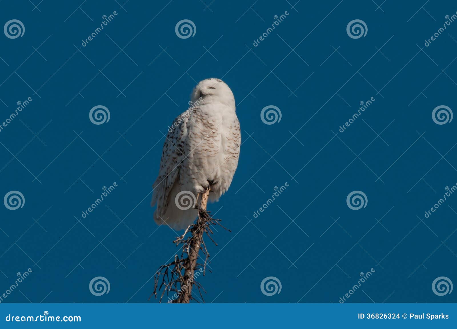 Snowy Owl stock photo. Image of animal, bird, arctic - 36826324