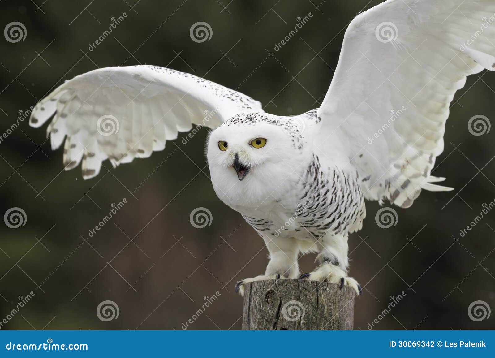 Snowy owl stock photo. Image of snowy, plumage, bird - 30069342