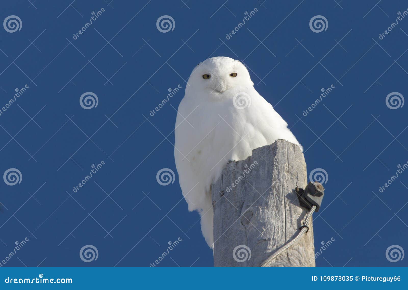 Snowy Owl on Pole stock image. Image of snow, snowy - 109873035