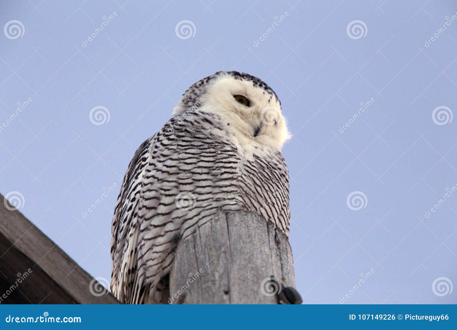 Snowy Owl on Pole stock photo. Image of nature, snow - 107149226