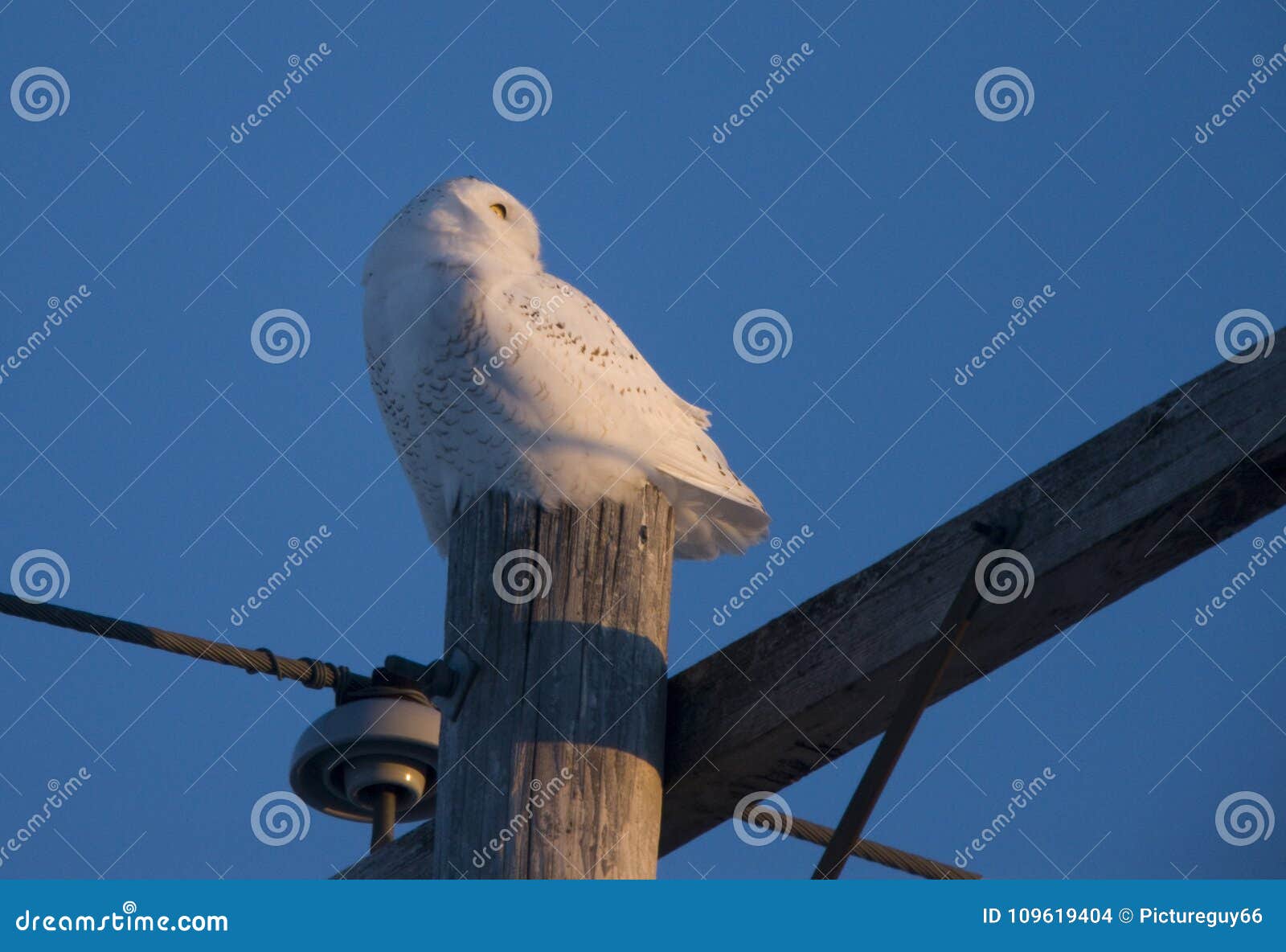 Snowy Owl on Pole stock photo. Image of bird, perching - 109619404