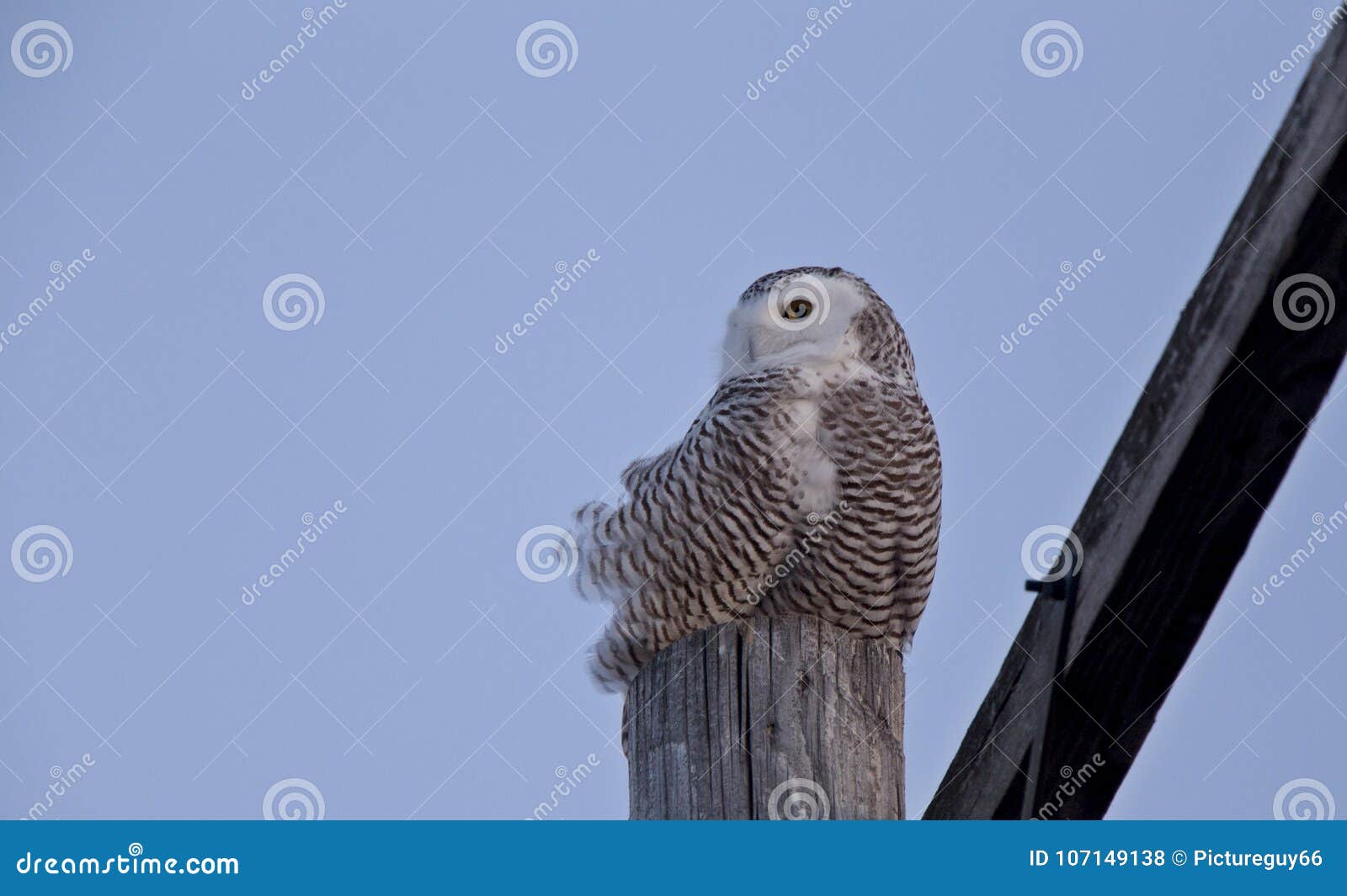 Snowy Owl on Pole stock photo. Image of white, predator - 107149138