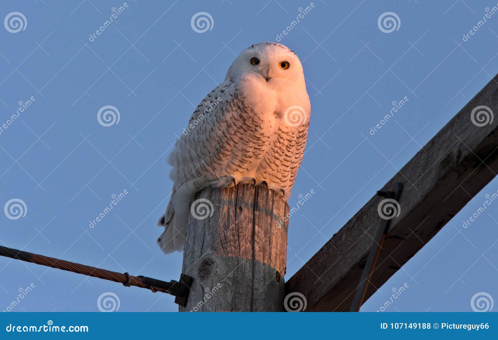 Snowy Owl on Pole stock photo. Image of carnivore, hunter - 107149188