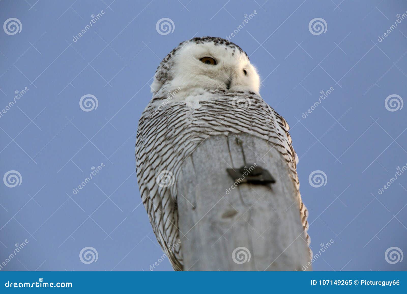 Snowy Owl on Pole stock image. Image of hunter, wild - 107149265
