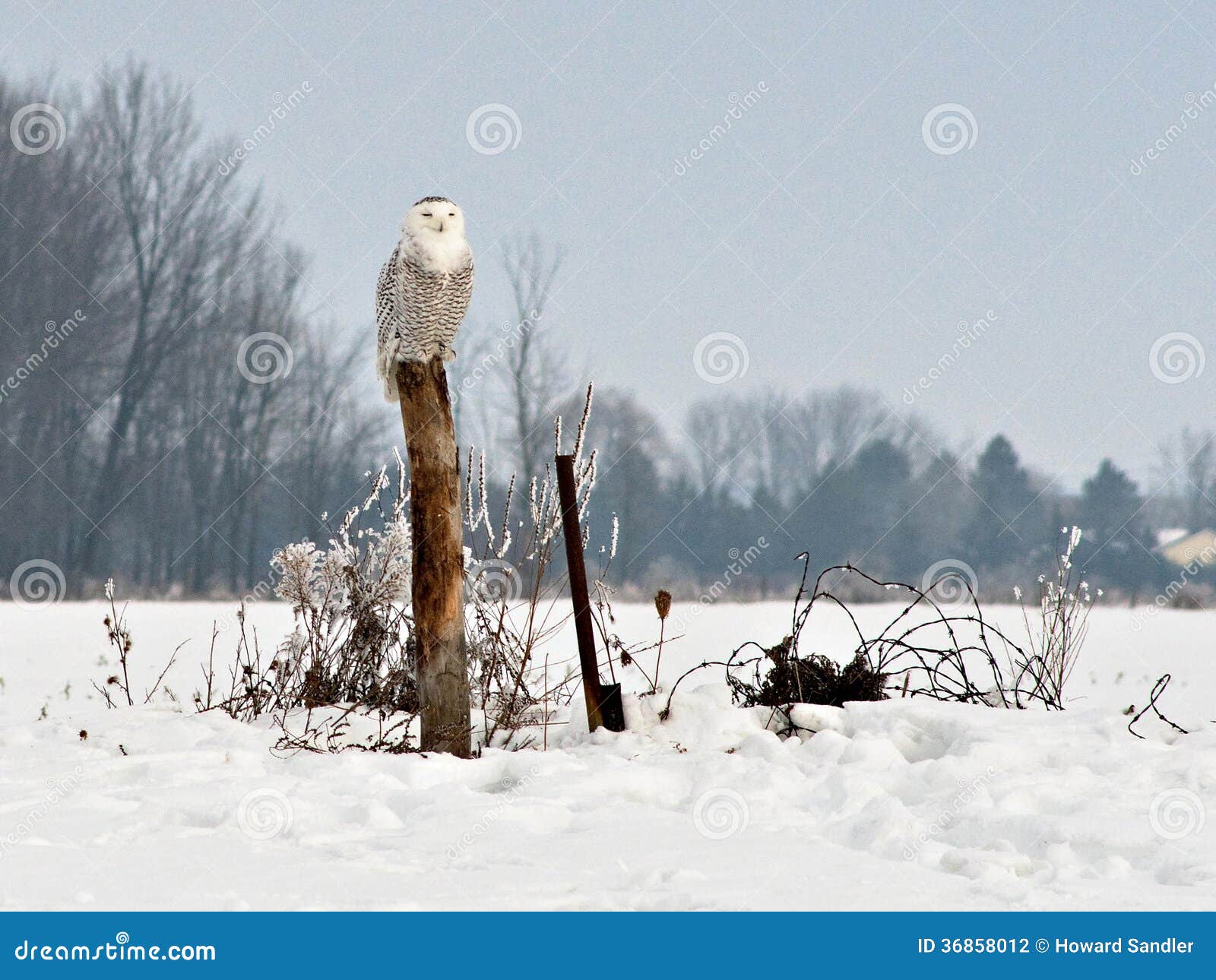 Snowy Owl stock photo. Image of post, feathers, wildlife - 36858012