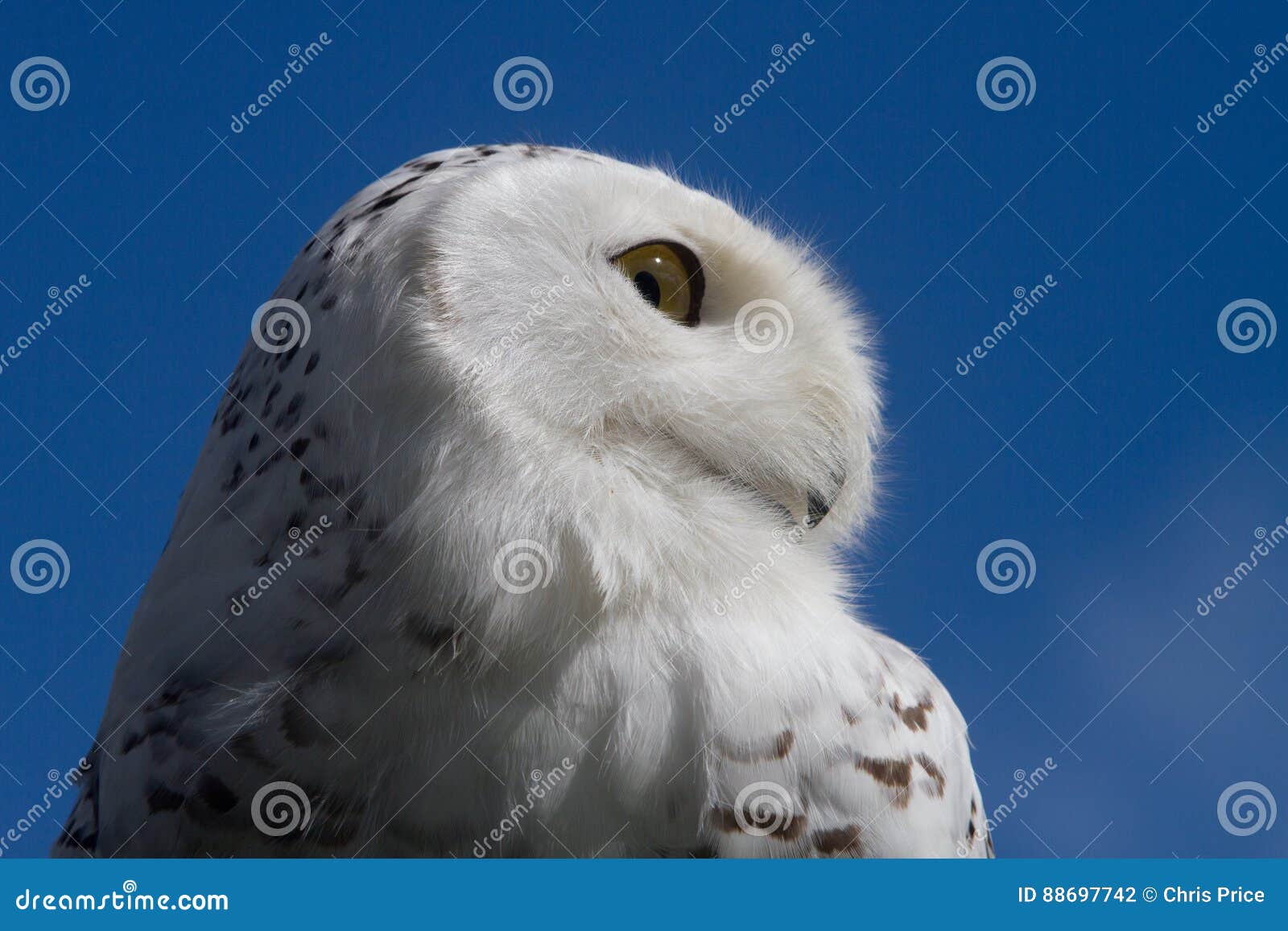 Snowy Owl stock photo. Image of feathers, profile, falconry - 88697742