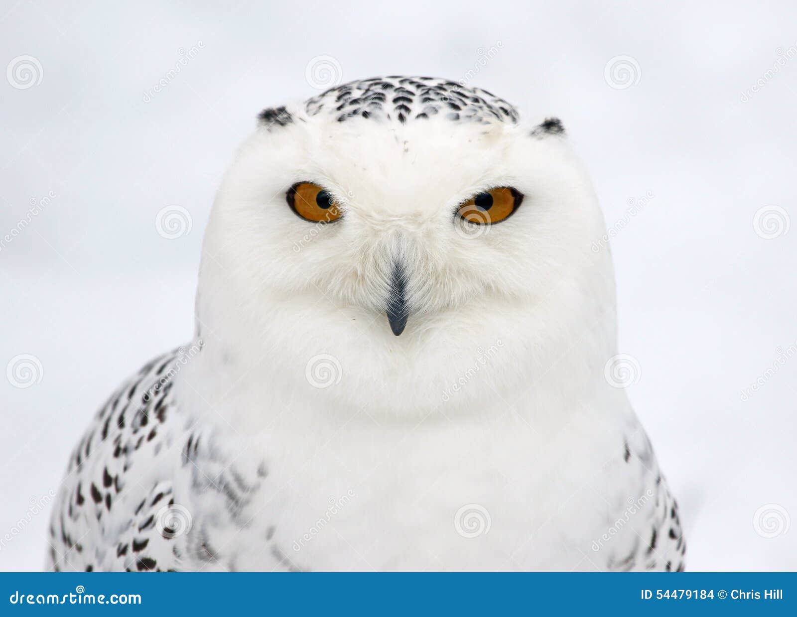Snowy Owl Profile stock photo. Image of focus, flight - 54479184