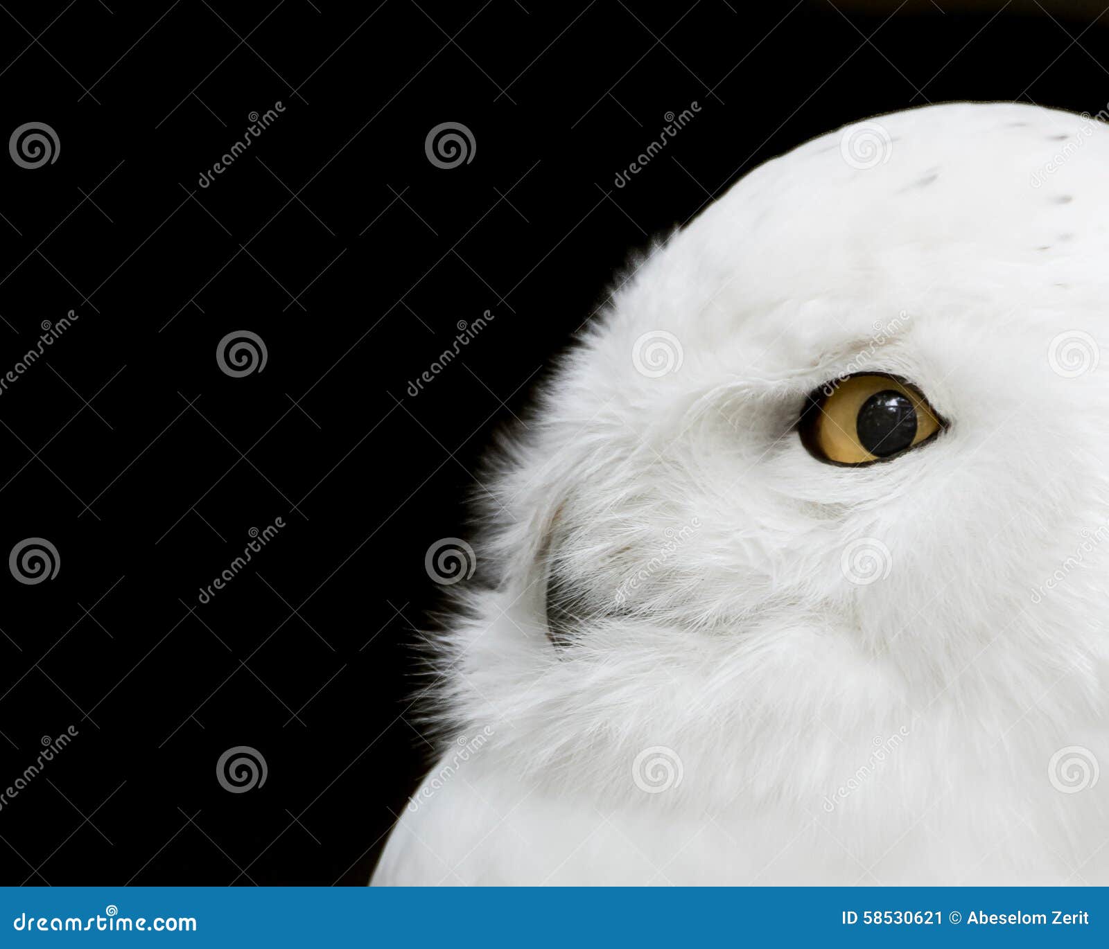 Snowy Owl stock image. Image of profile, bird, male, black - 58530621