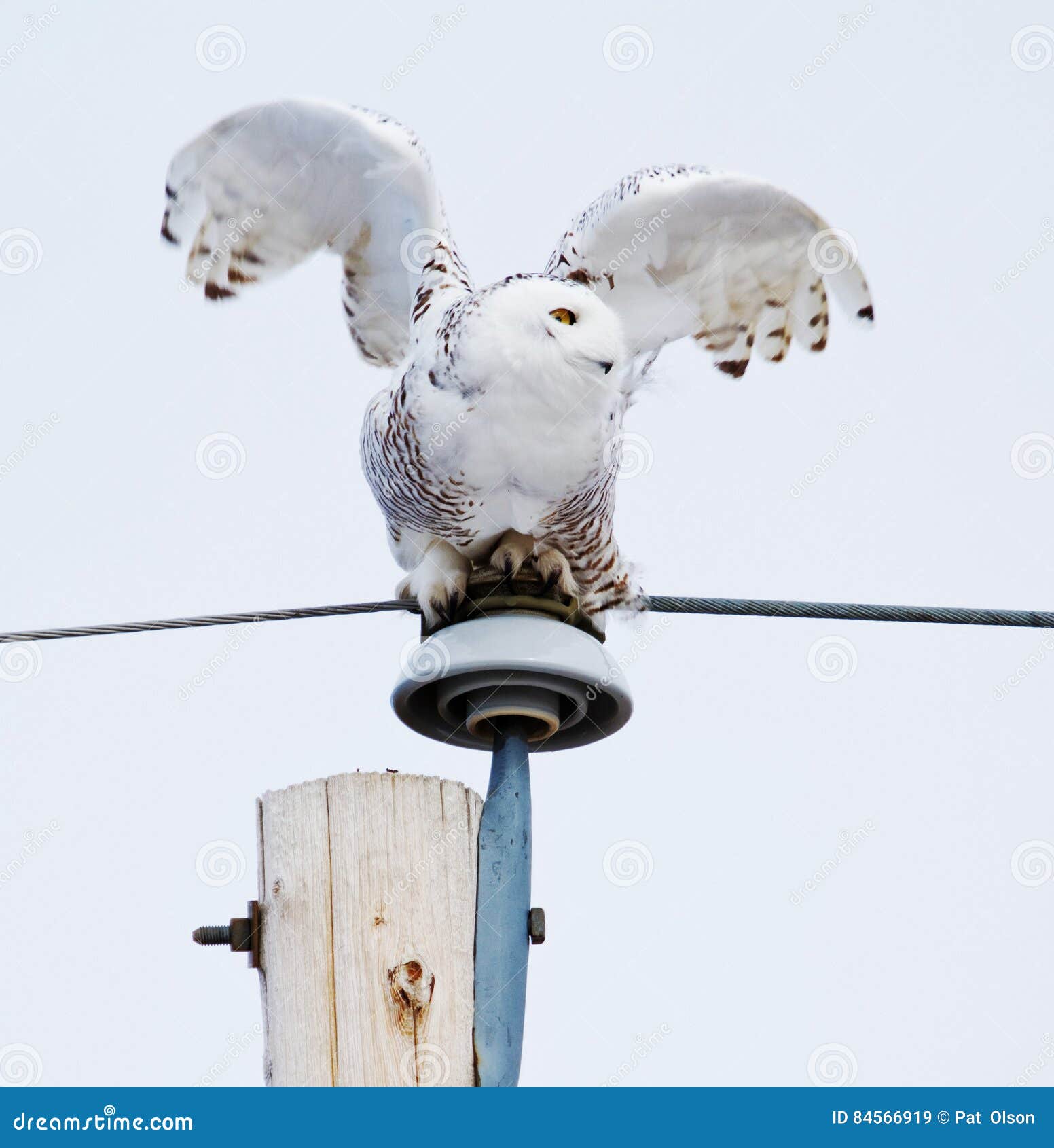 Snowy Owl ready for flight stock image. Image of predator - 84566919