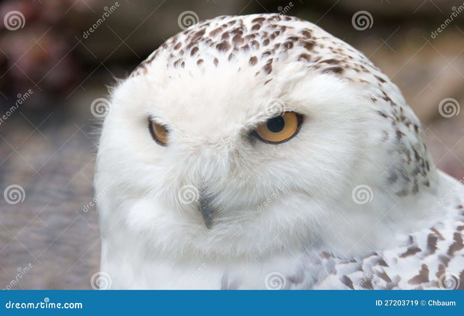 Snowy Owl from the side stock image. Image of nyctea - 27203719