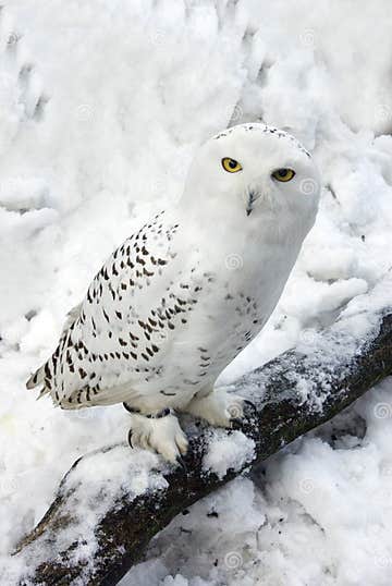 Snowy Owl in Snow stock image. Image of snowing, hunts - 12389303
