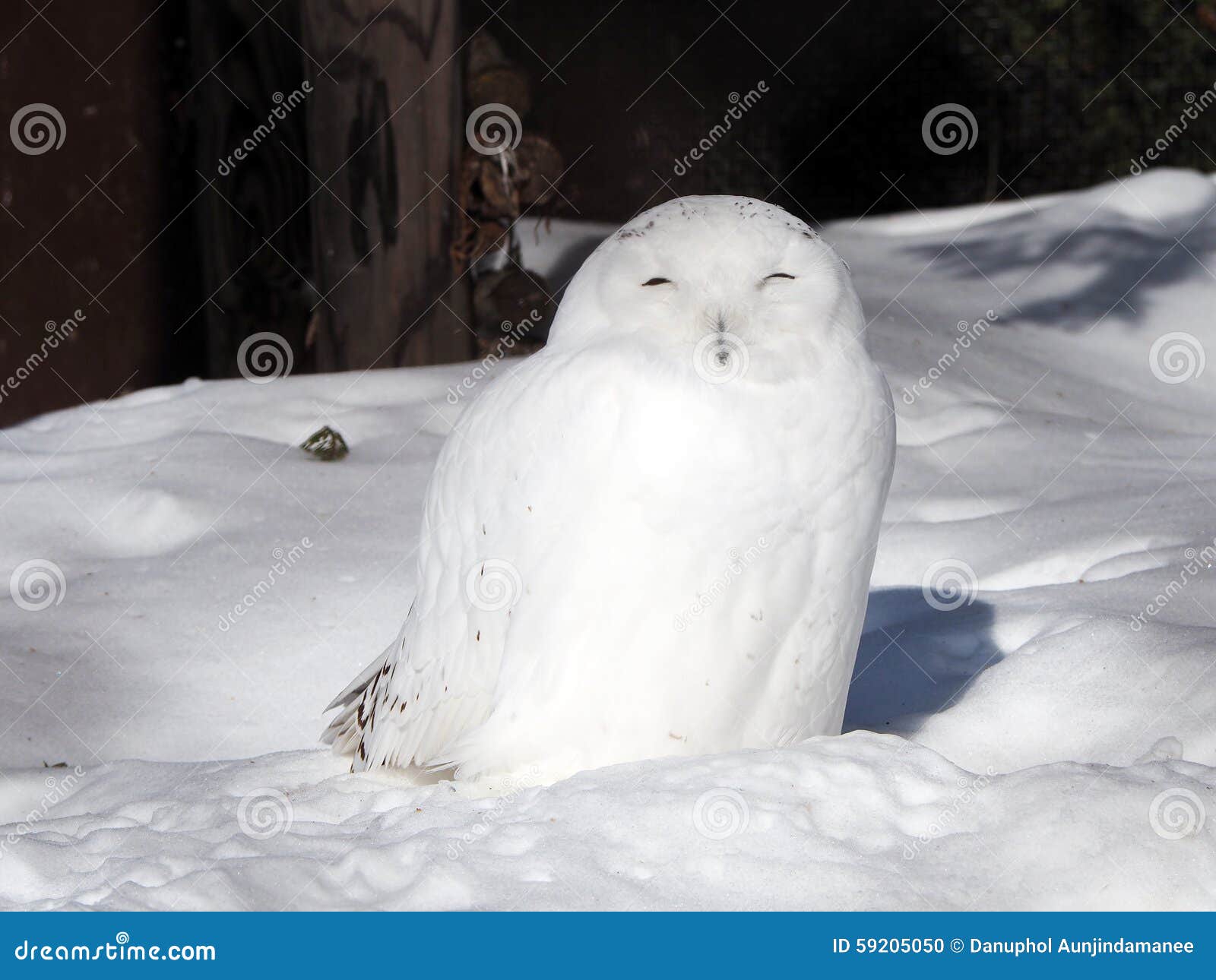 Snowy Owl stock photo. Image of cold, winter, animal - 59205050
