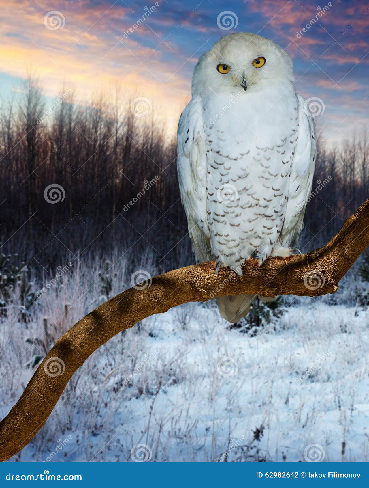 Snowy Owl during sunset stock photo. Image of length - 62982642