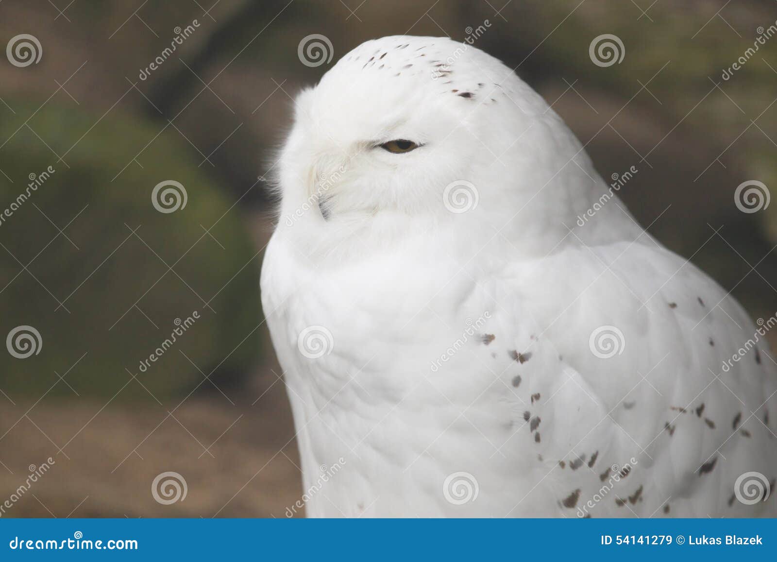 Snowy owl stock image. Image of snowy, bird, animal, scandiacus - 54141279