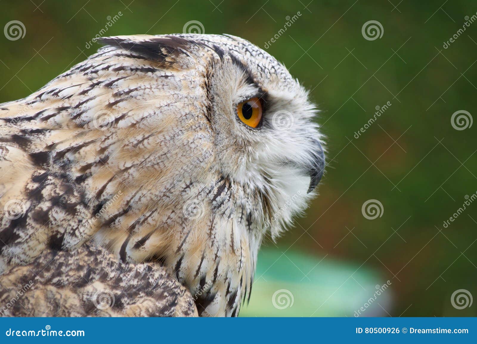 Snowy Owl stock photo. Image of shots, plume, beautiful - 80500926