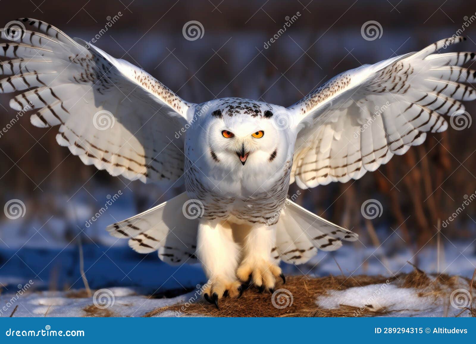 Snowy Owl with Wings Spread Wide, Swooping Down on Prey Stock Image ...