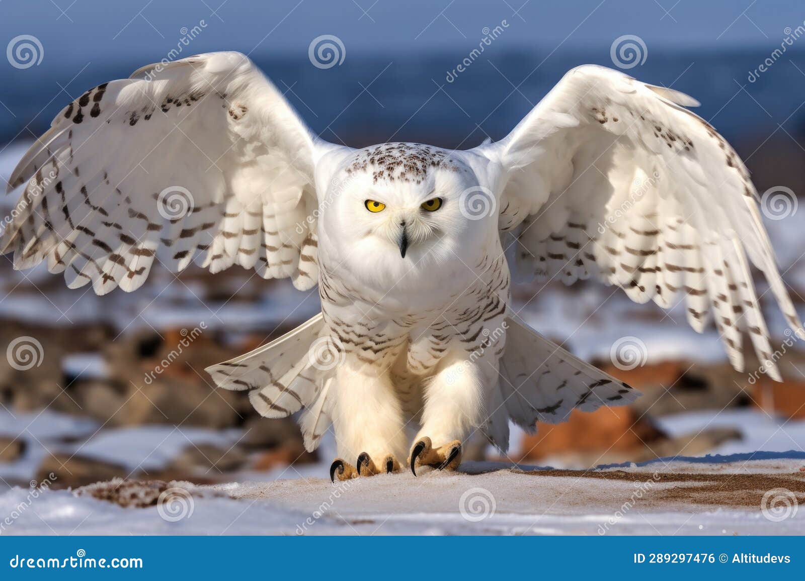 Snowy Owl with Wings Spread Wide, Swooping Down on Prey Stock Photo ...