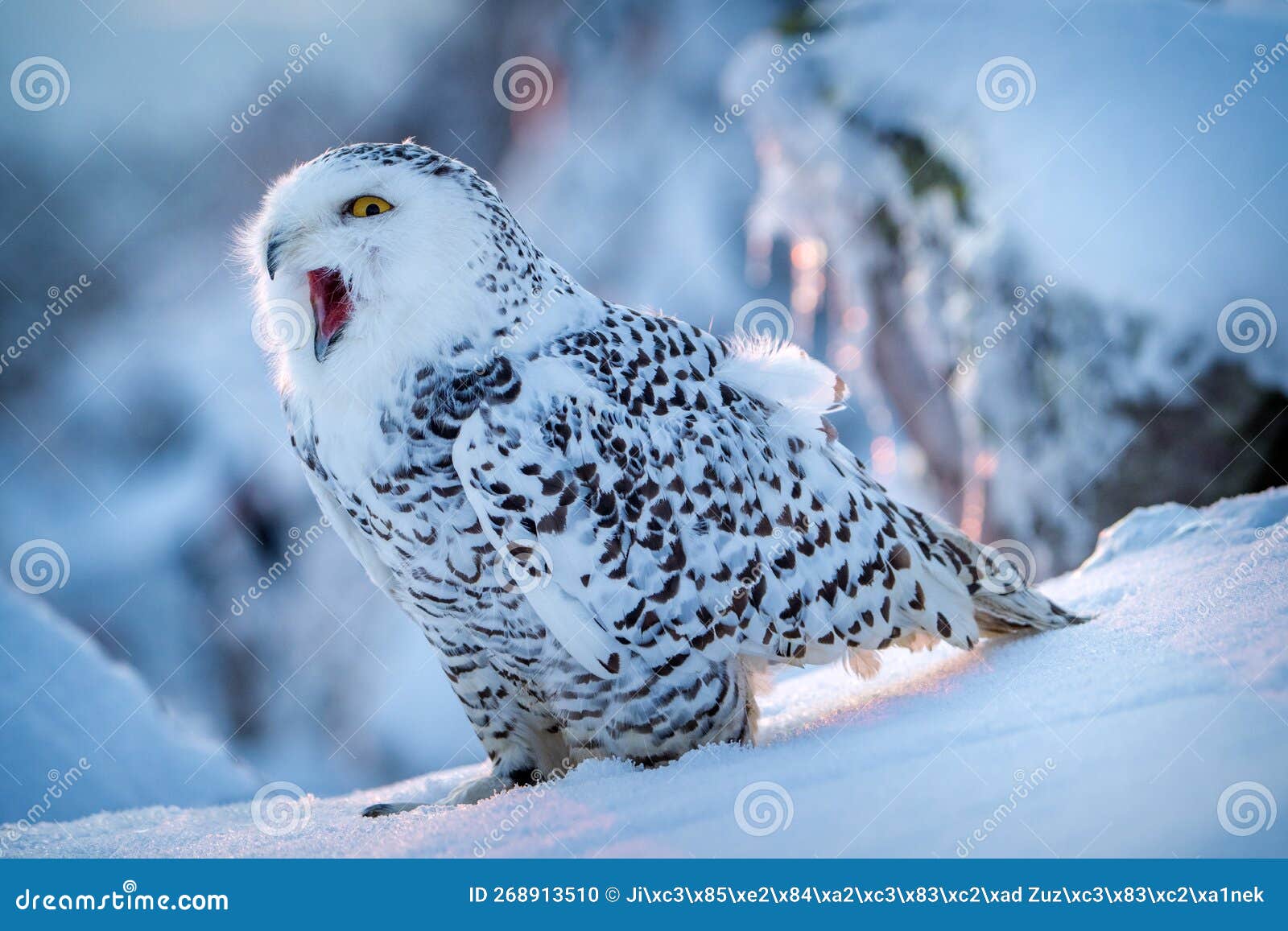 Snowy Owl in Winter on Snow Stock Photo - Image of park, beautiful ...