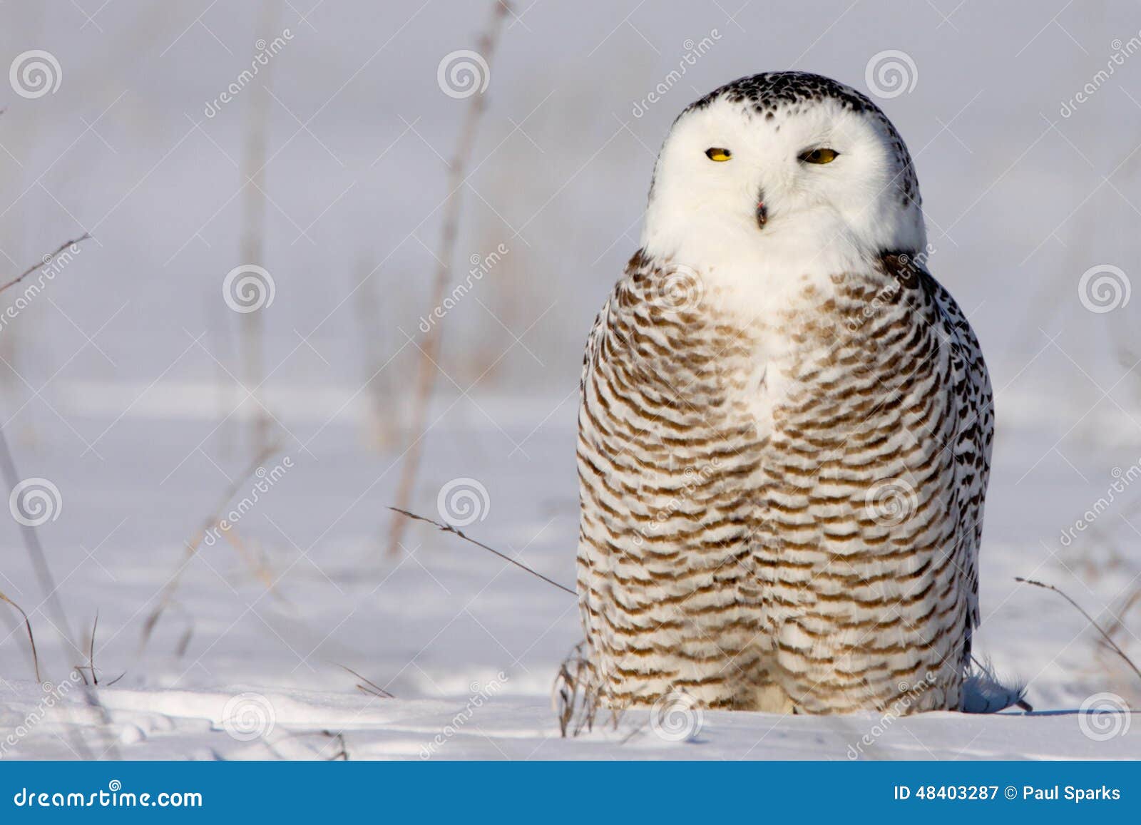 Snowy Owl stock image. Image of avian, arctic, feather - 48403287