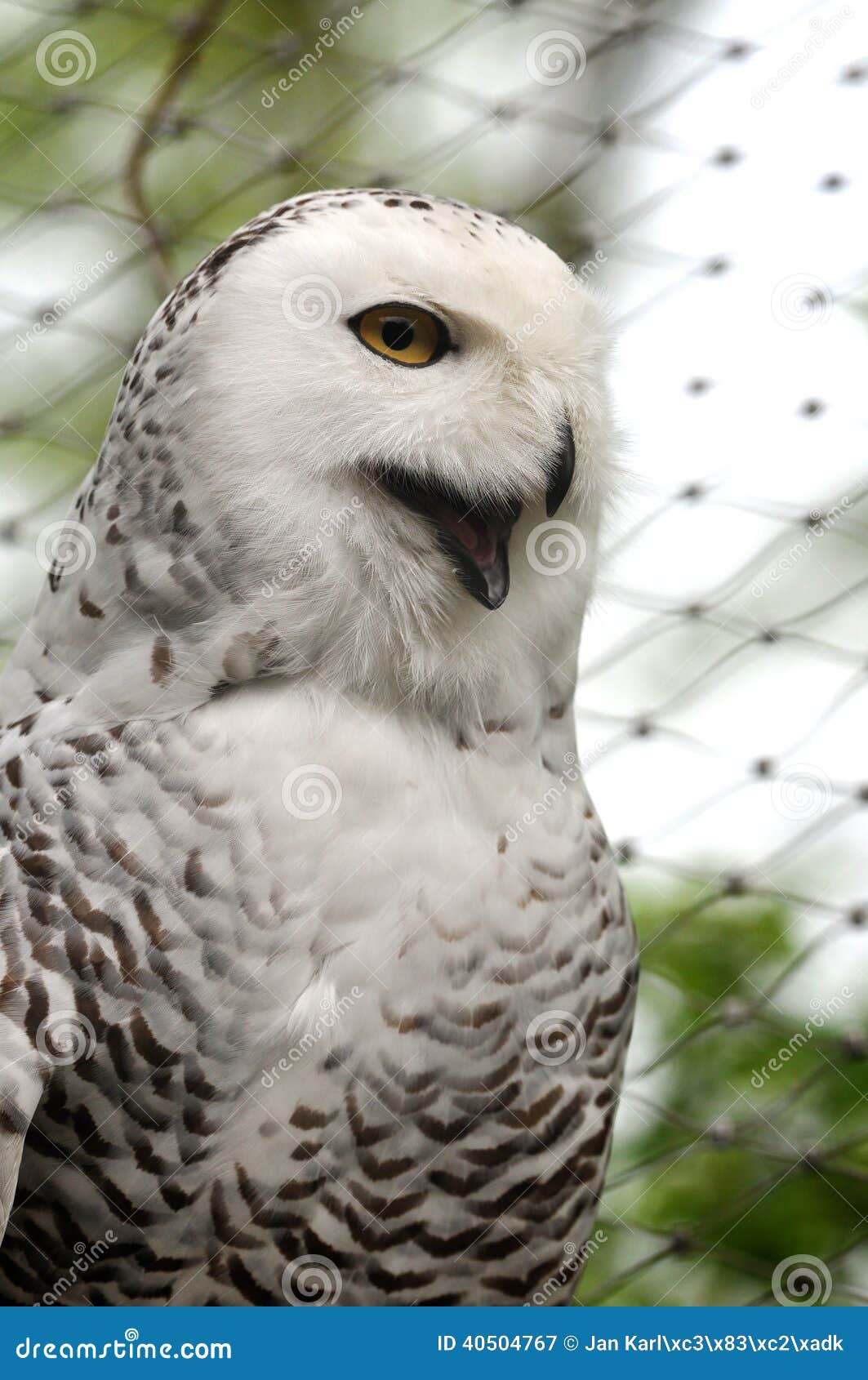 Snowy owl stock image. Image of snowy, claw, owls, tree - 40504767