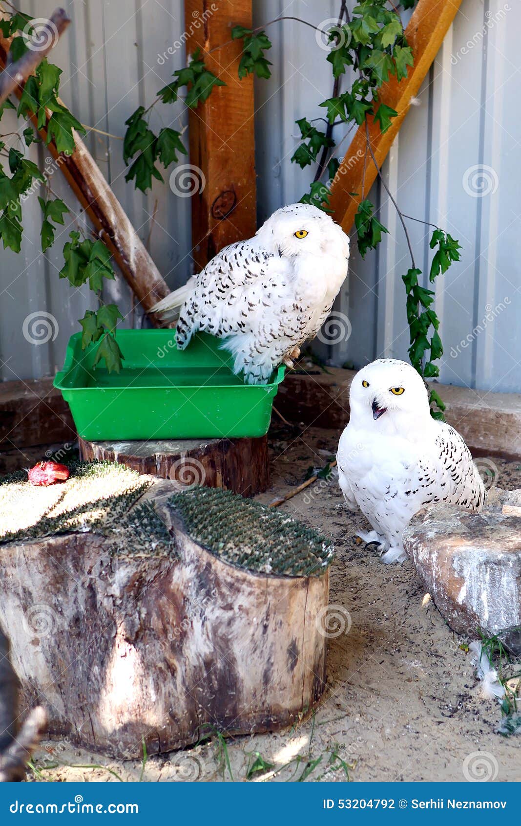 Snowy Owls in the Open Air at the Zoo in Ukraine Stock Photo - Image of ...