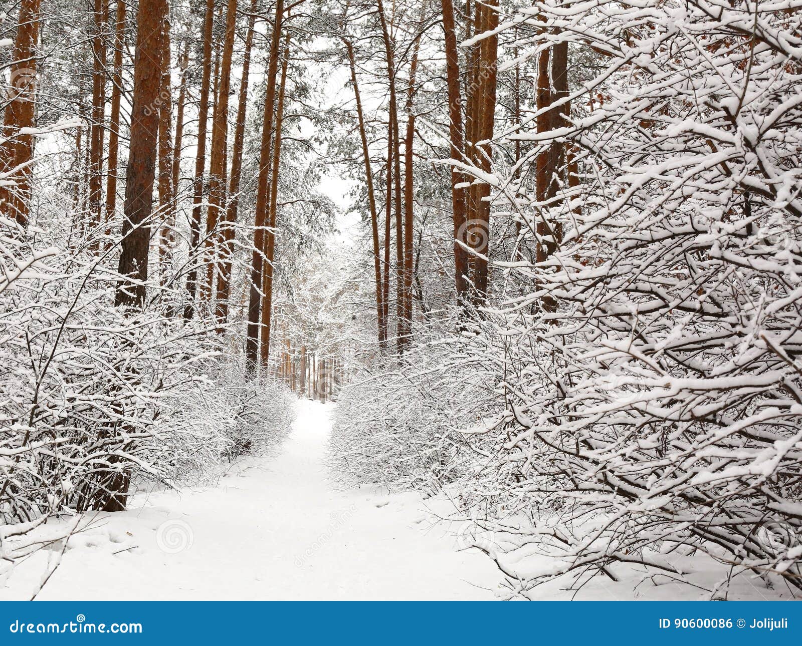 Snowy park stock photo. Image of atmospheric, white, cold - 90600086