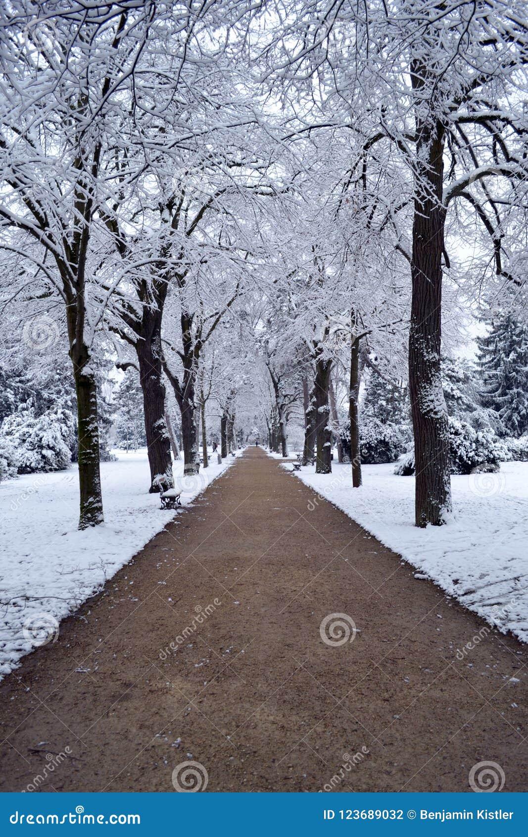 Snowy path in a park stock photo. Image of snow, hiver - 123689032