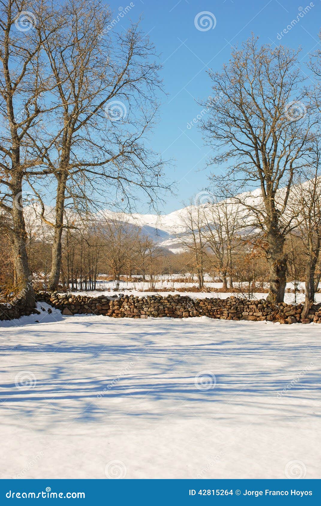 Snowy pasture stock photo. Image of frosted, scenery - 42815264