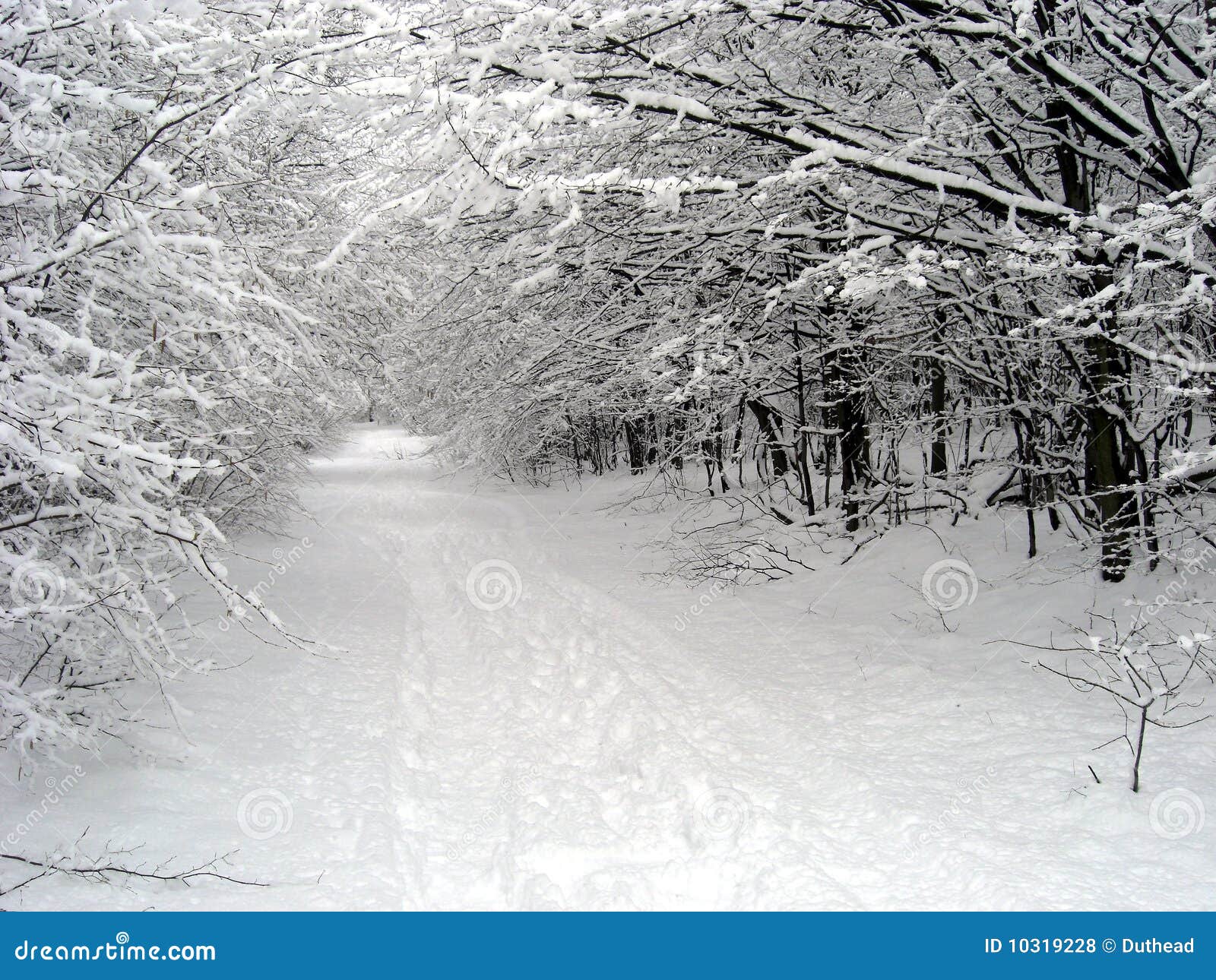 Snowy path stock photo. Image of winter, forest, landscape - 10319228