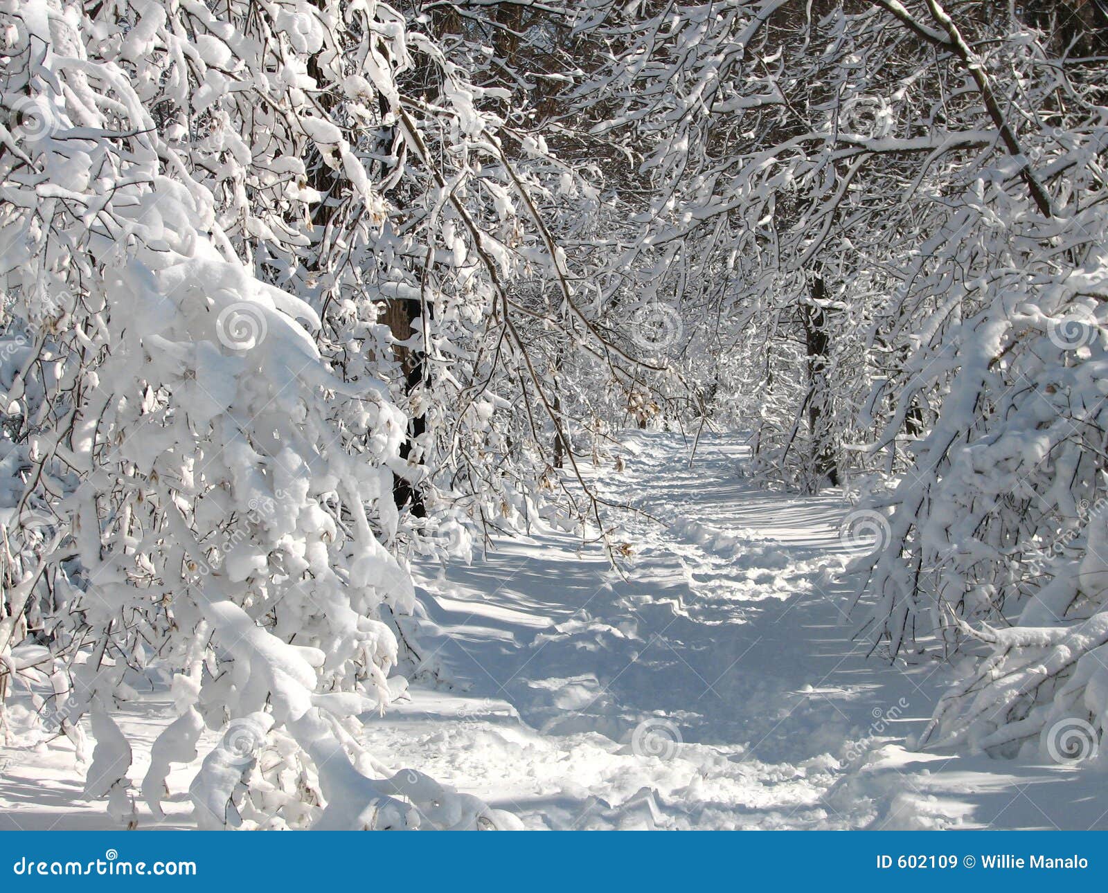 Snowy Path stock image. Image of forest, winter, storm - 602109