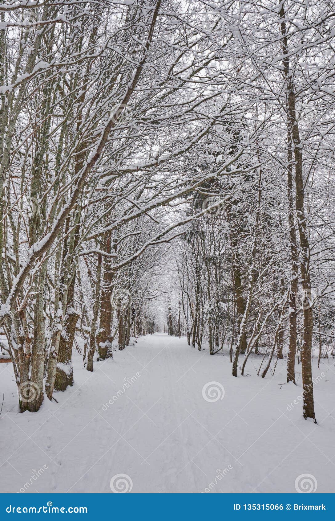 Snowy Path through the Forest Stock Photo - Image of trail, trees ...