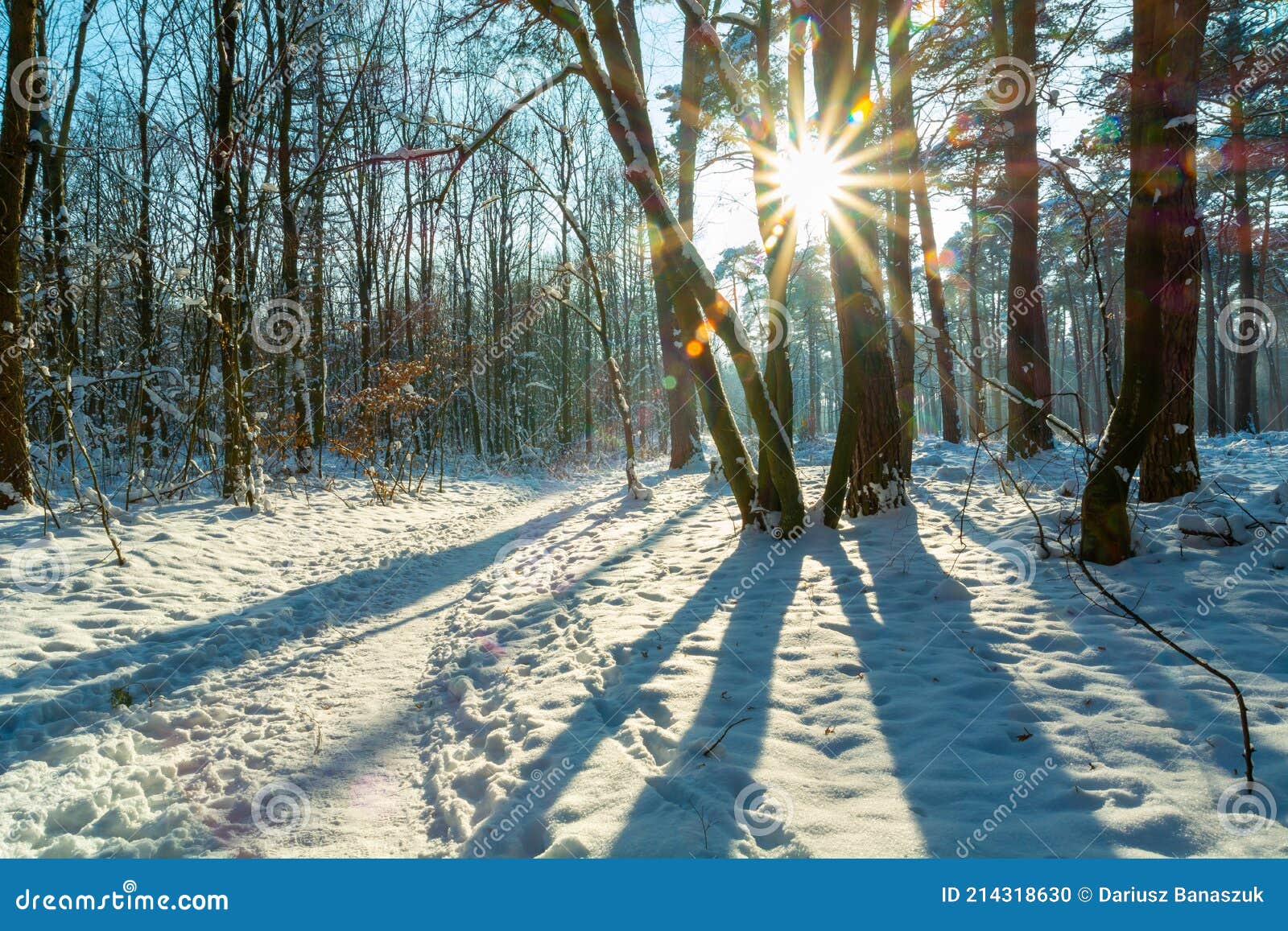 A Snowy Path in the Forest and the Glare of the Sun between the Trees ...