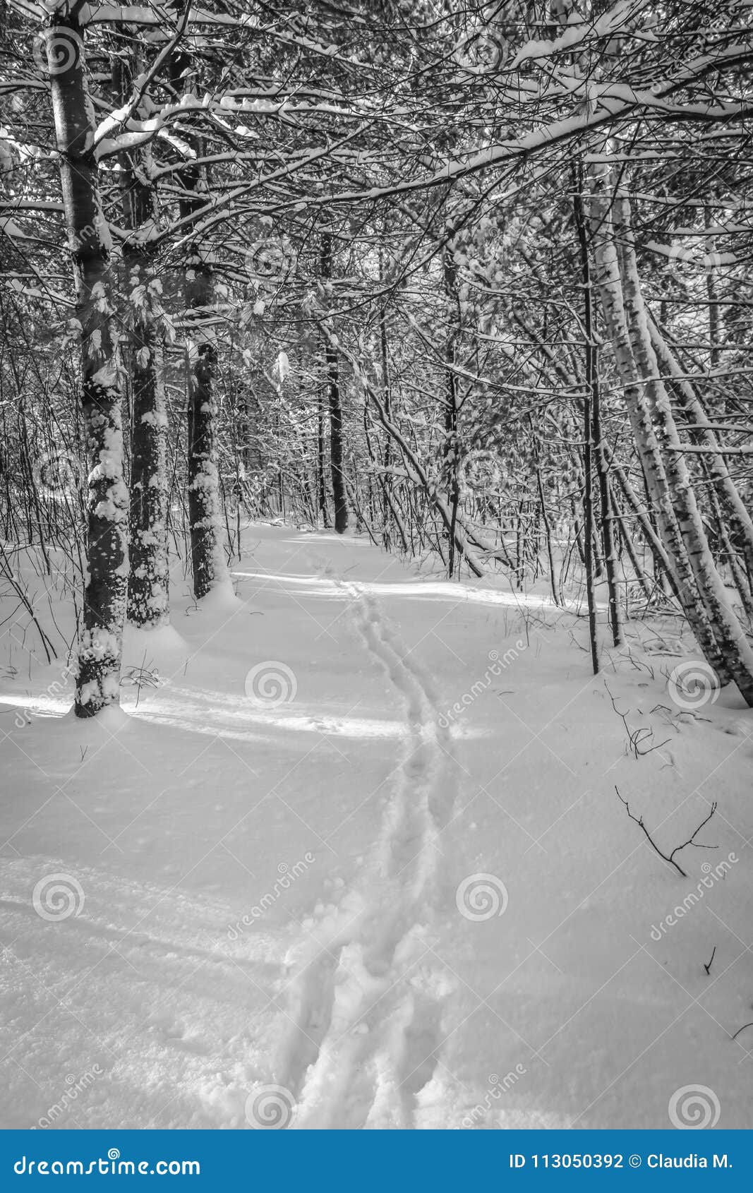 Snowy path in the forest stock photo. Image of branch - 113050392