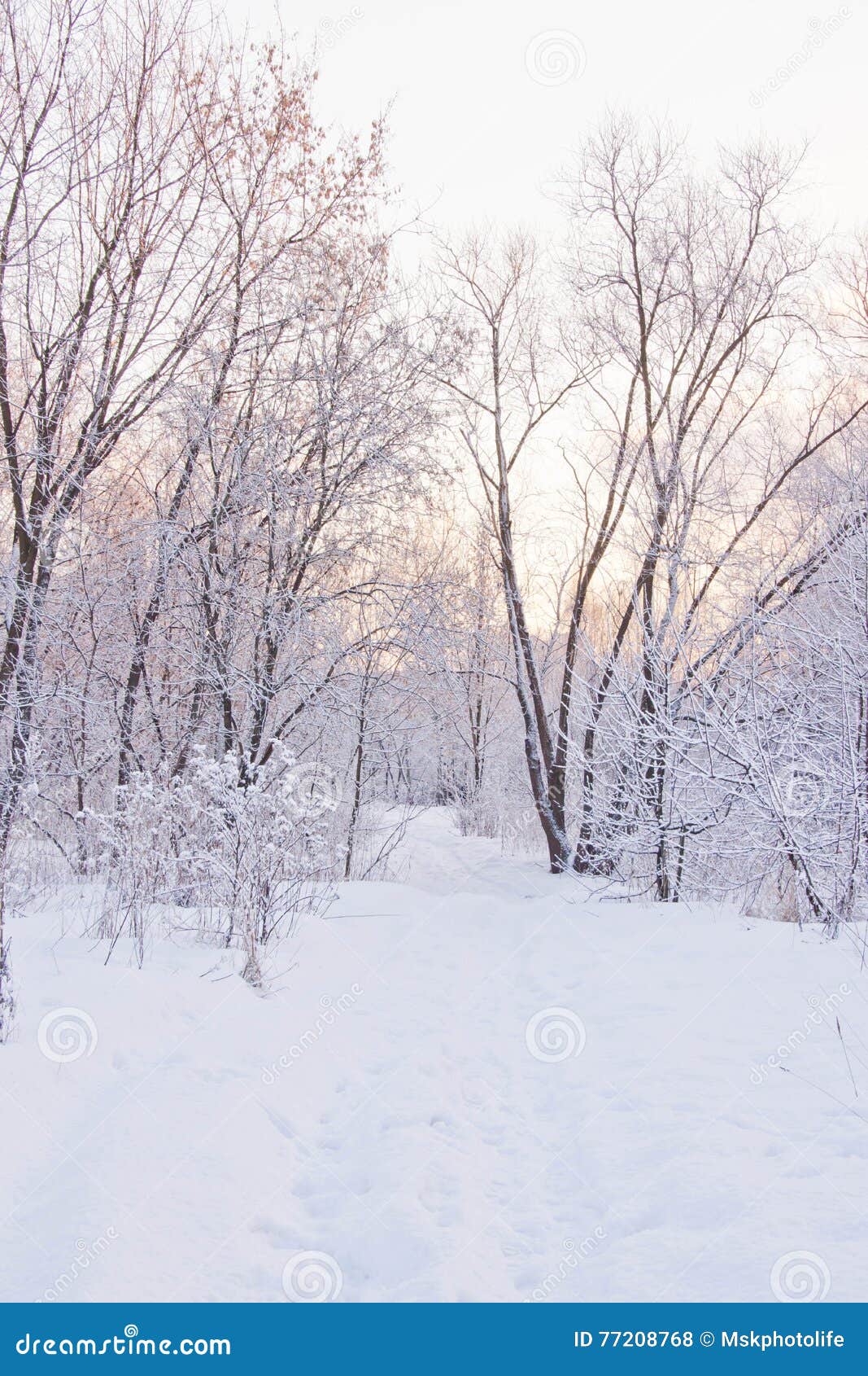 Snowy path in forest stock photo. Image of natural, landscape - 77208768