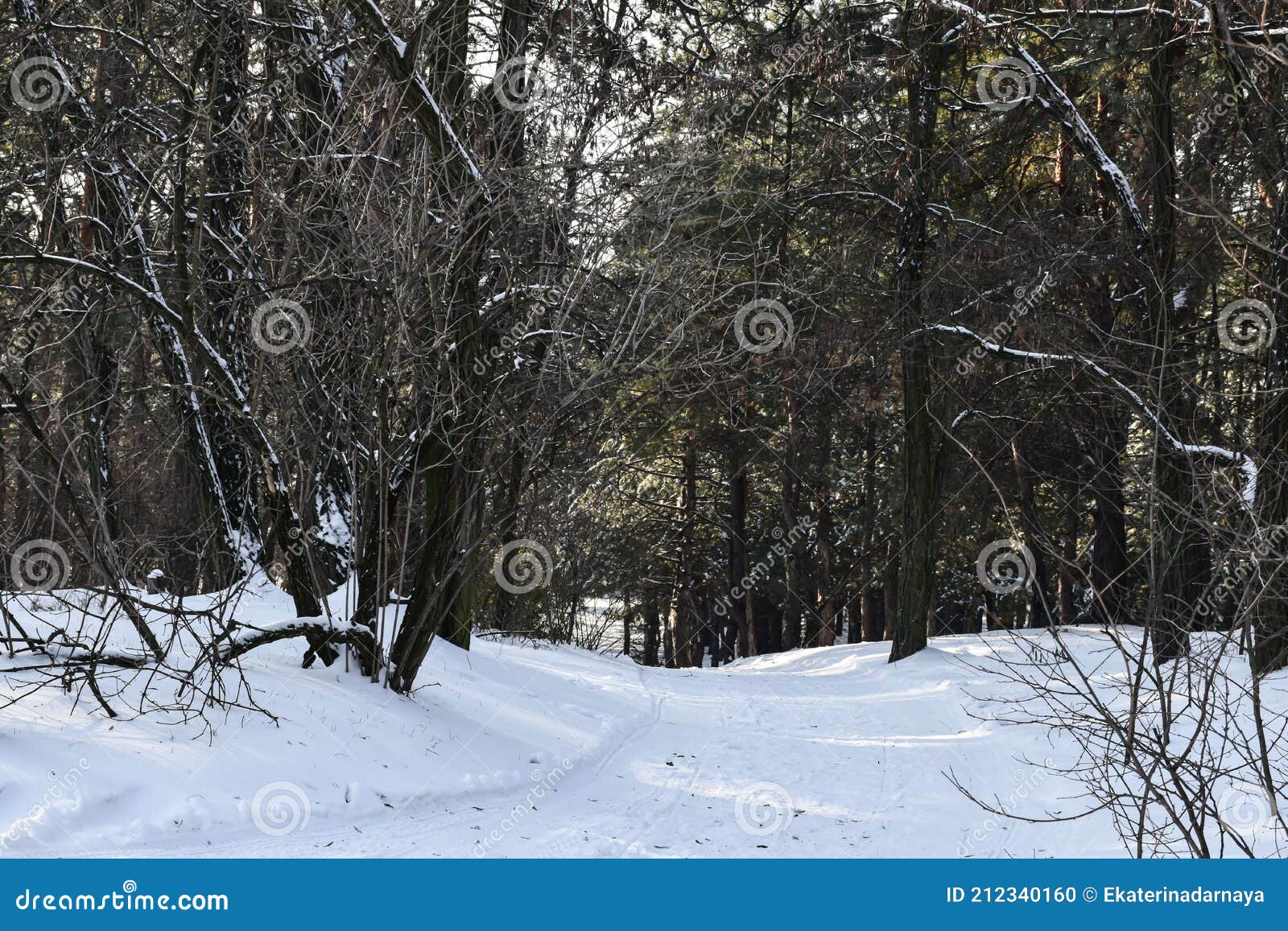 Snowy Path in Front of the Dark Forest. Stock Photo - Image of trees ...