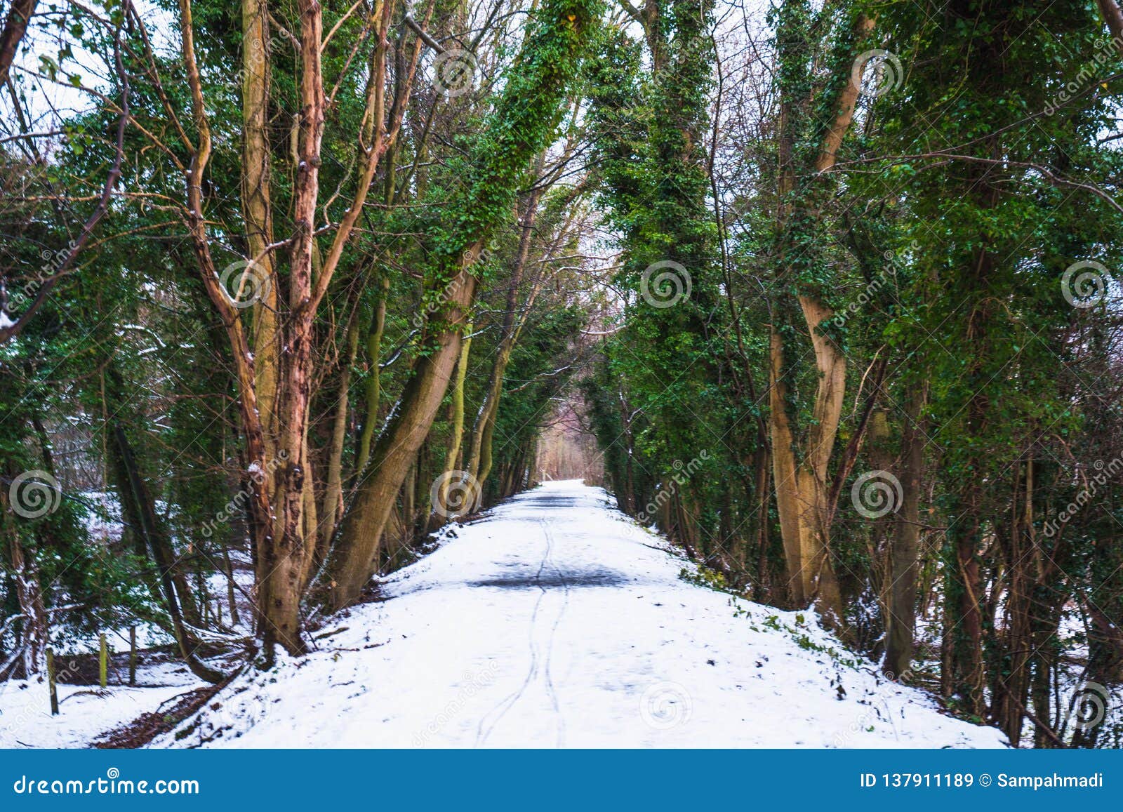 Snowy Path and Green Trees stock image. Image of amazing - 137911189