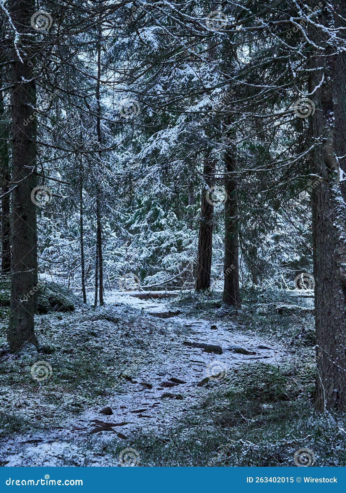 Snowy Path Ground with Trees Covered with Snow in the Forest Stock ...