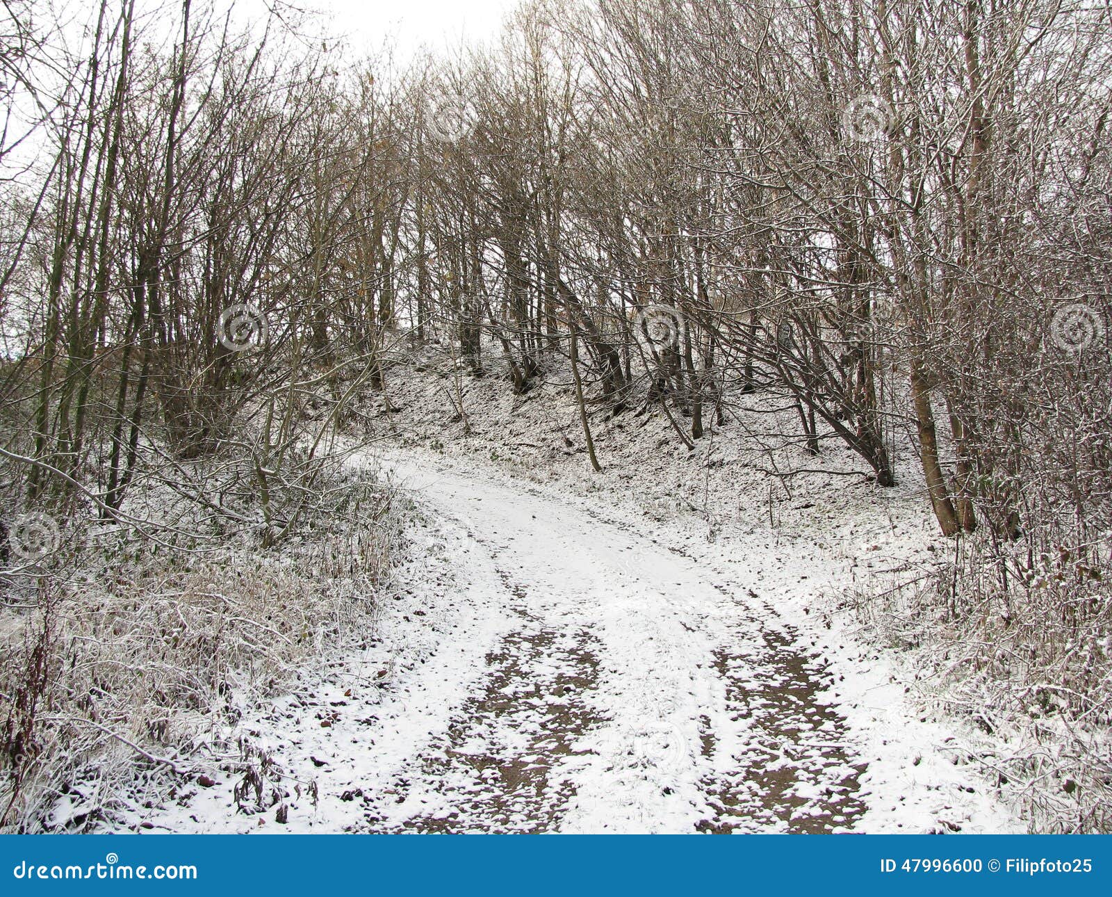 Snowy path stock photo. Image of scene, scenery, quiet - 47996600