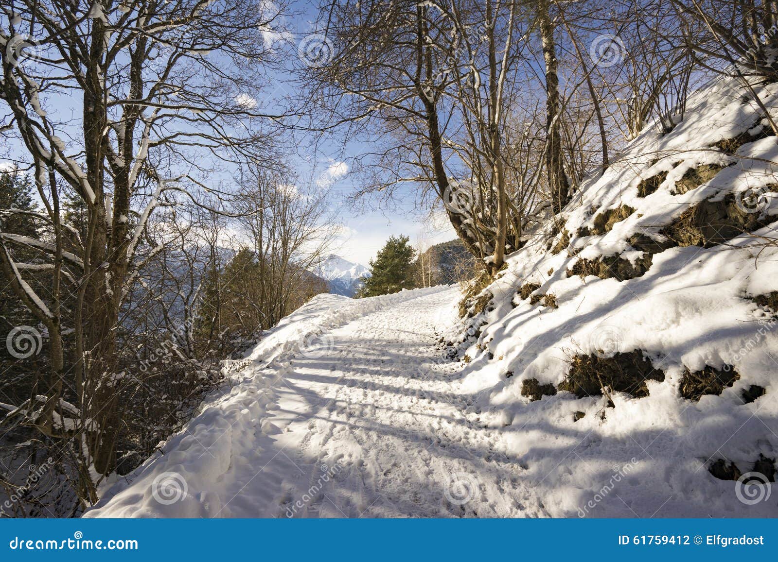 Snowy Path in a Mountain Forest Stock Photo - Image of snow, path: 61759412