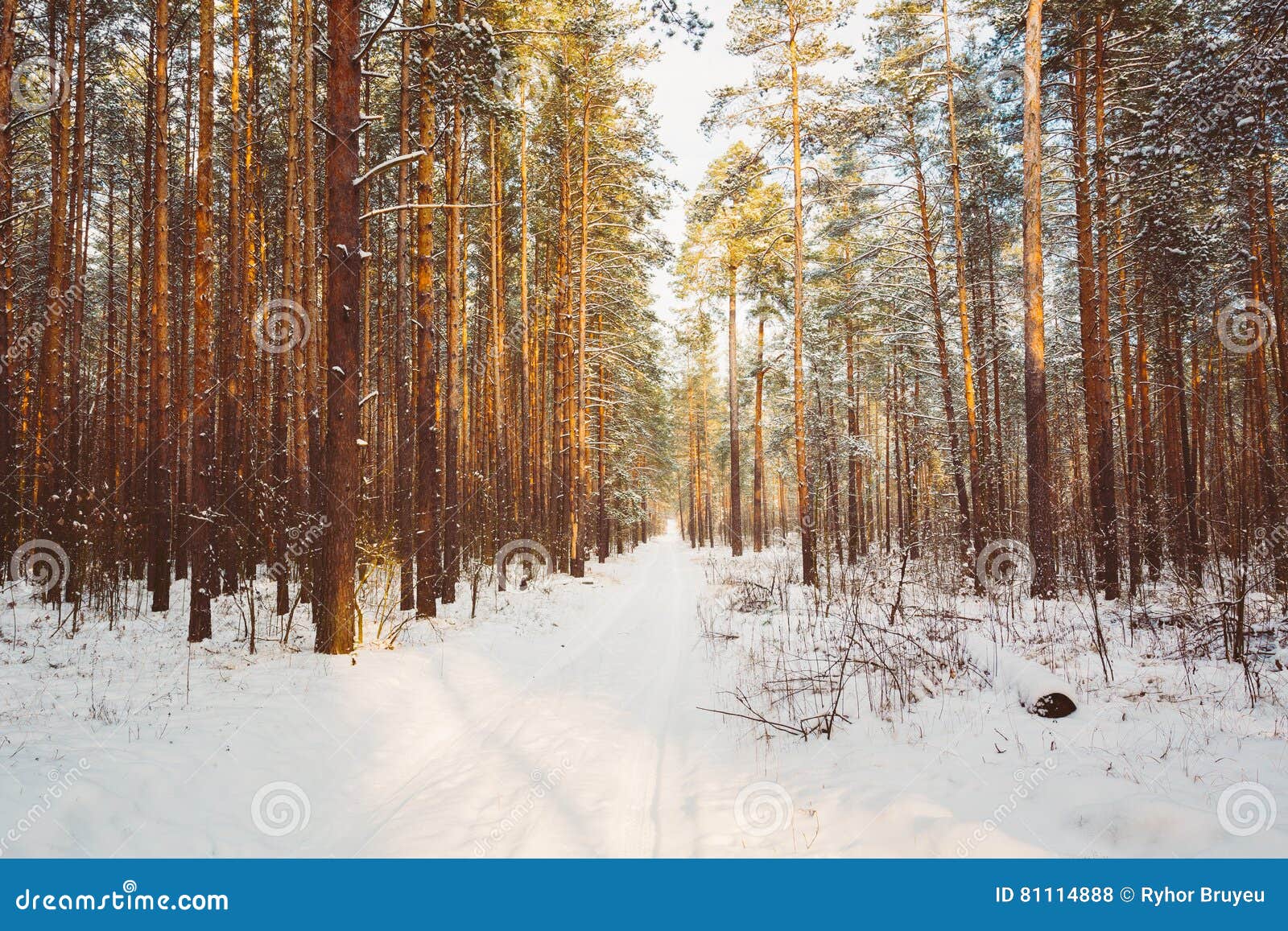 Snowy Path, Road, Way or Pathway in Winter Forest Stock Photo - Image ...