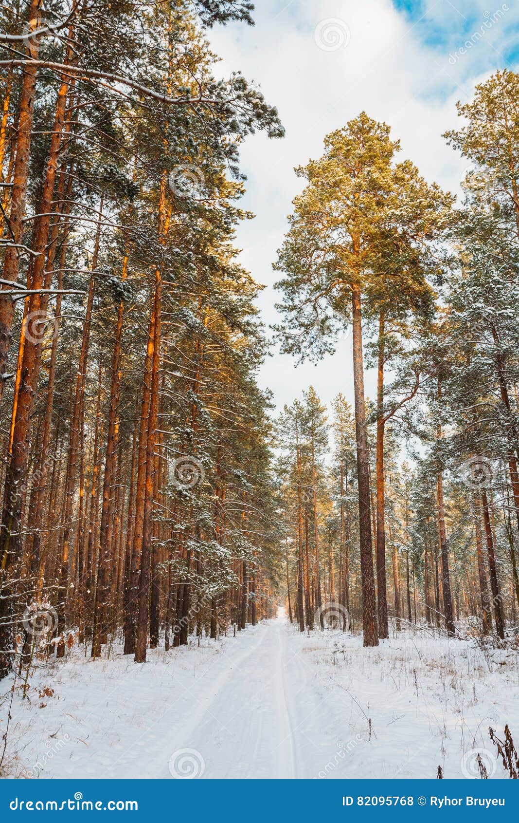 Snowy Path, Road, Way or Pathway in Winter Forest Stock Photo - Image ...