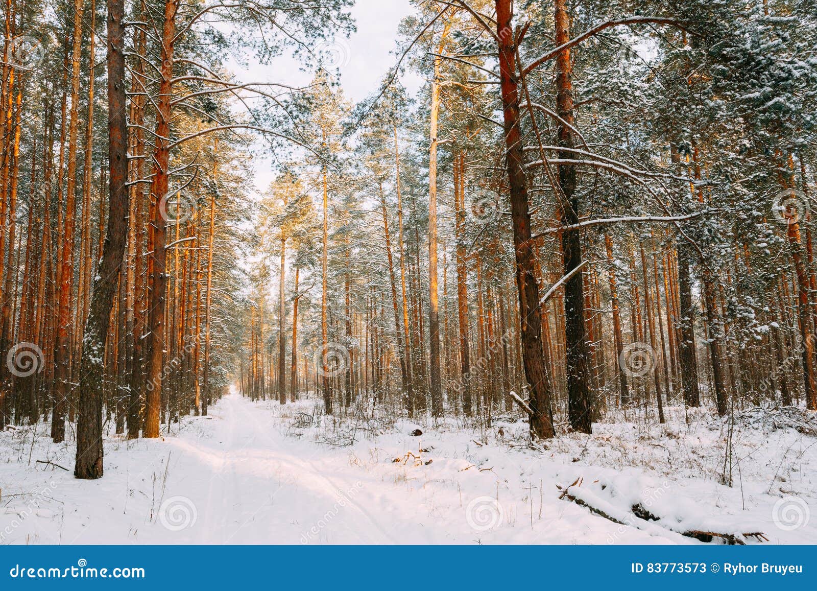 Snowy Path, Road, Way or Pathway in Winter Forest Stock Image - Image ...