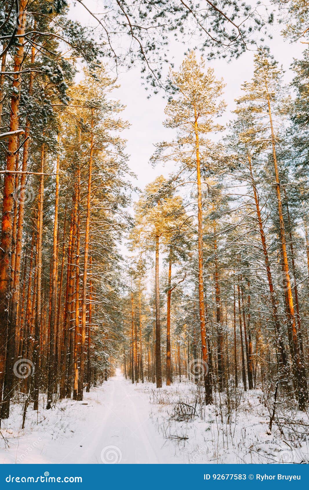 Snowy Path, Road, Way or Pathway in Winter Forest Stock Image - Image ...