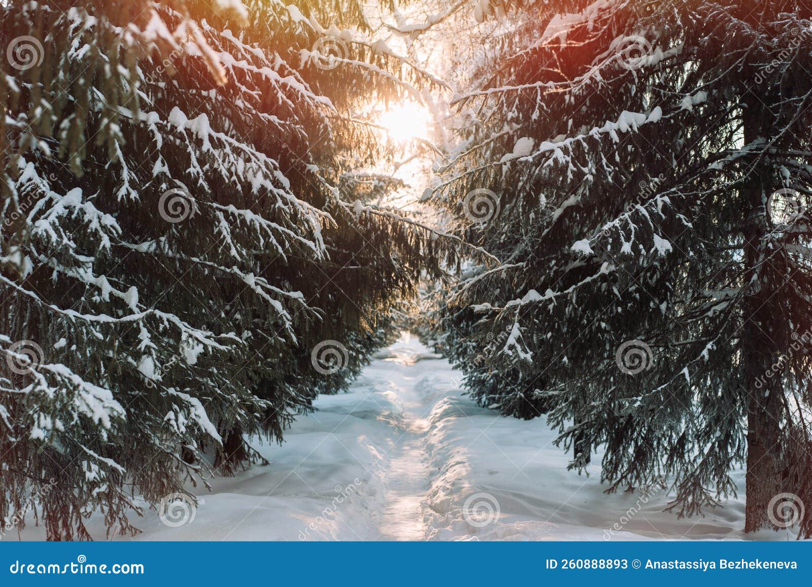 Snowy Path between Rows of Christmas Trees Stock Image - Image of ...