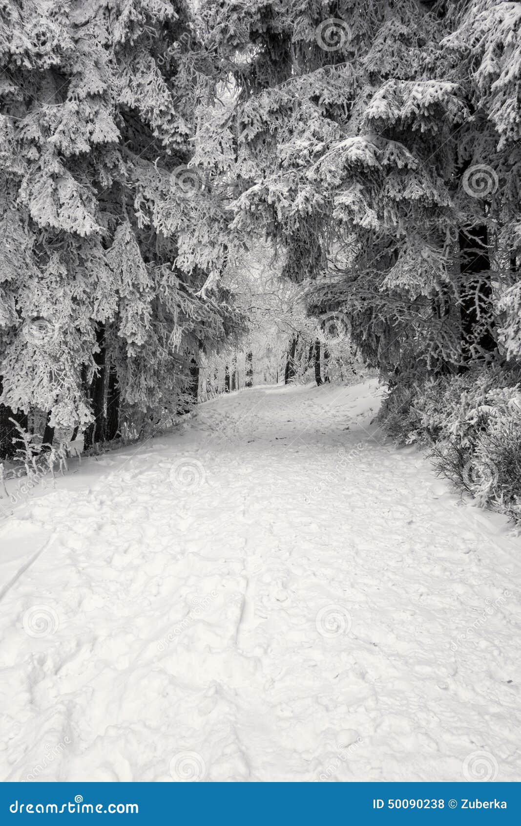 Snowy path stock photo. Image of branches, silence, lonely - 50090238