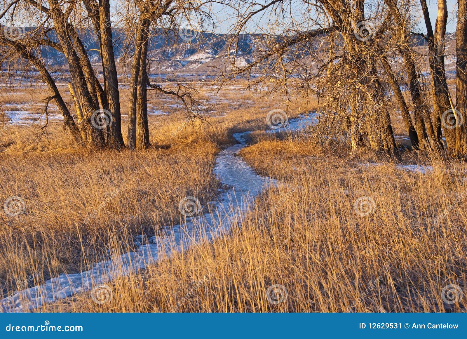 Snowy Path between Two Cottonwoods Stock Image - Image of snow ...