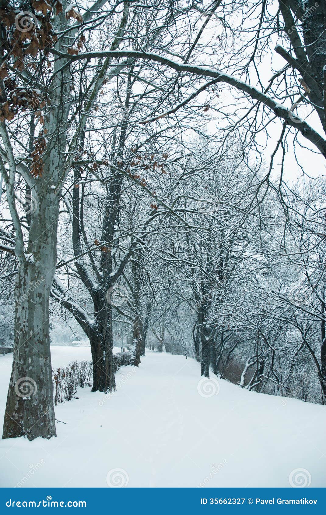 Snowy path in winter stock image. Image of rural, path - 35662327