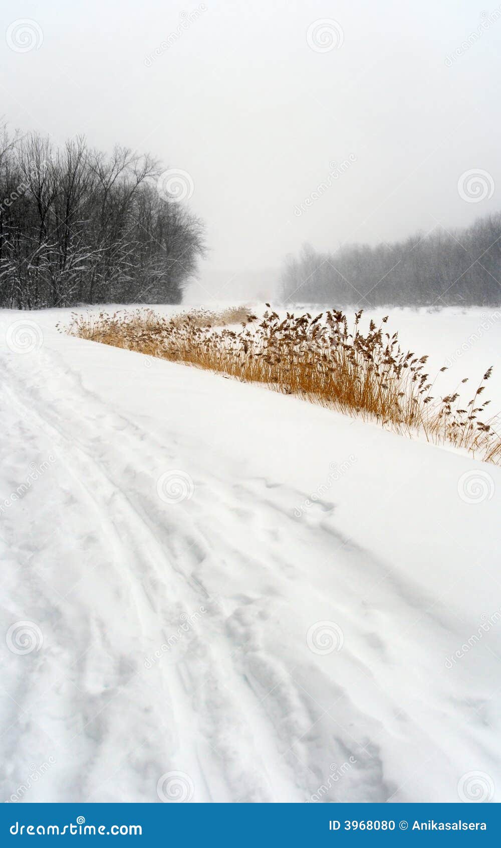 Snowy Path in Winter Landscape Stock Photo - Image of footprints ...