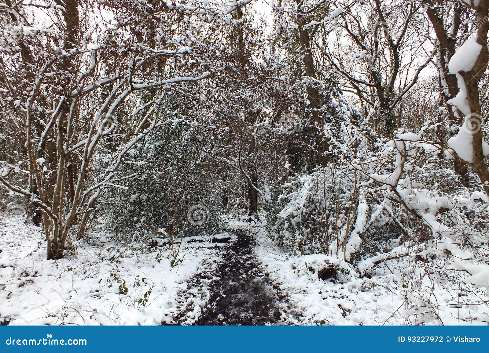Snowy Path stock photo. Image of lanscape, track, path - 93227972